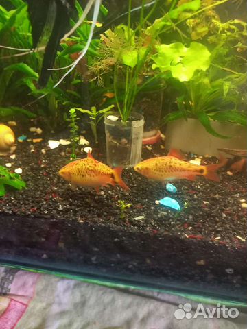 Рыбки в аквариум отдам за шоколадку