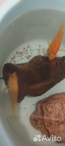 Аквариумные рыбки отдам бесплатно