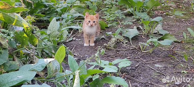 Рыжий котенок