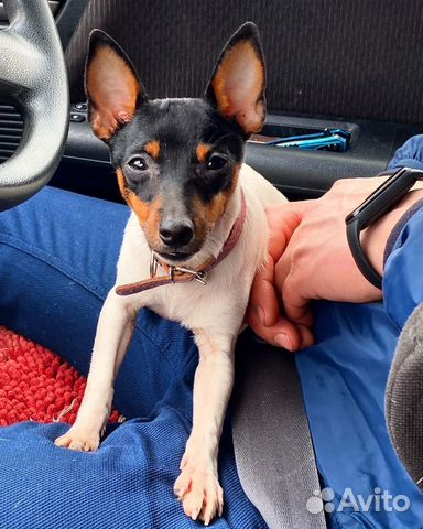 Подросток той-фокстерьер