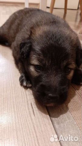 Щенок в добрые руки бесплатно