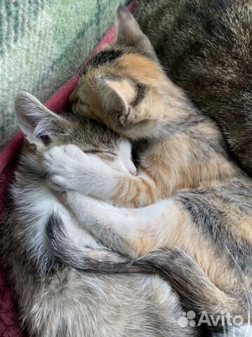 Котята от кошки крутой мышеловки