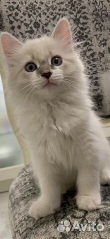 Невские маскарадные котята