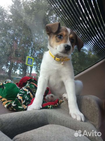 Джек Рассел терьер бесплатно