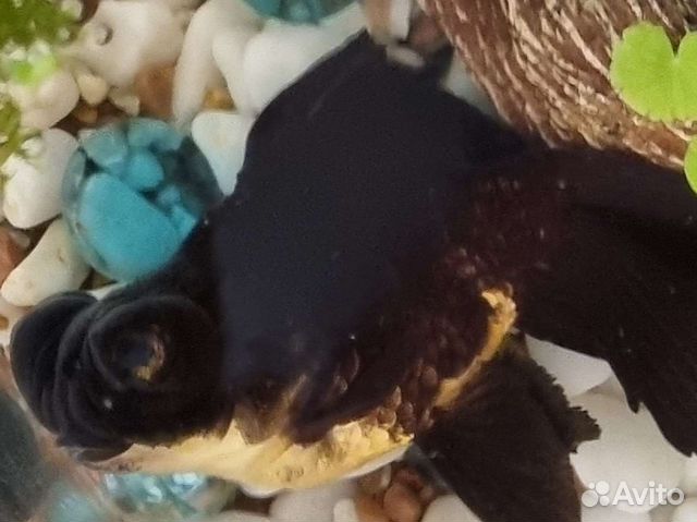 Рыбка телескоп черный