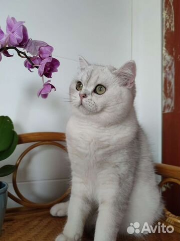 Котик 7 мес с возможностью разведения