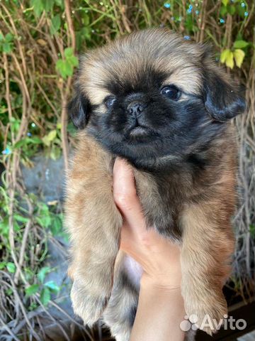 Щенки пекинеса