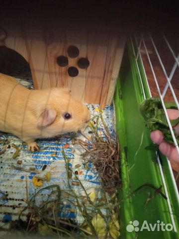 Морские свинки