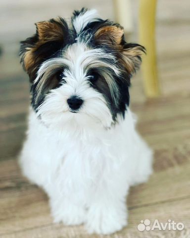 Продам щенка Бивер-йорка, мальчик