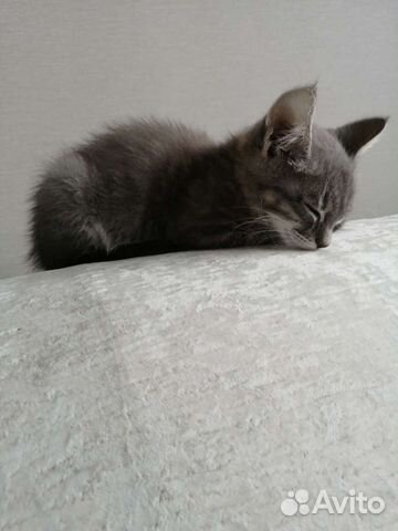 Котенок мальчик в дар