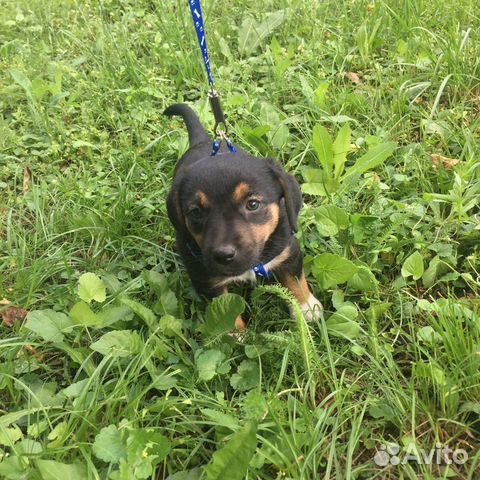 Чёрные Джек Расселы щенки