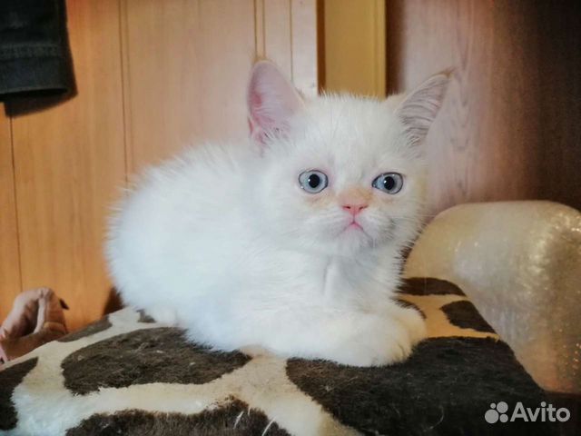 Котик экзотический