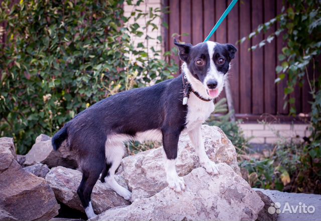 Кнопка в добрые руки