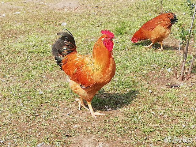 Петух кучинской юбилейной и барковской барвистой