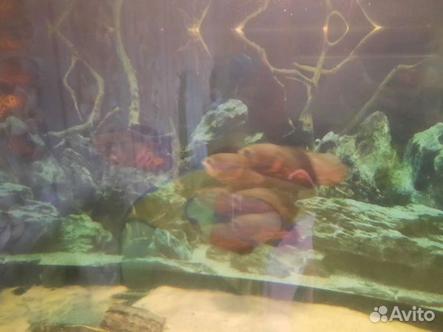 Астронотусы