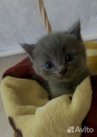 Британская