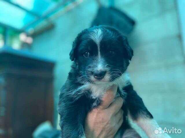 Собака в добрые руки отдам бесплатно