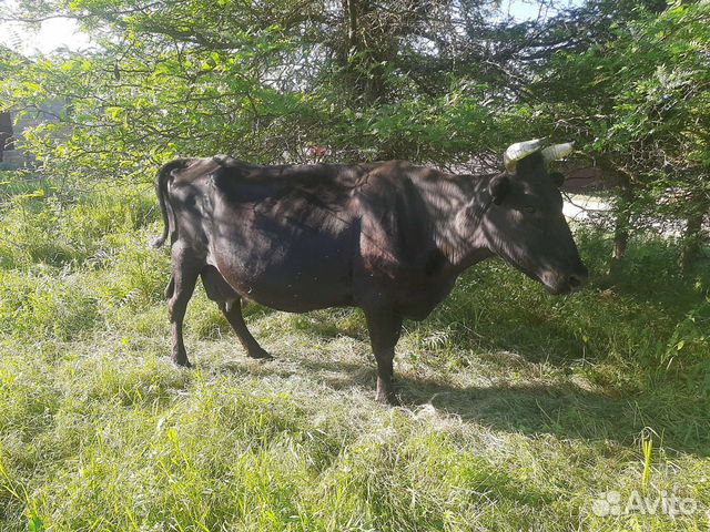Продается корова тельная