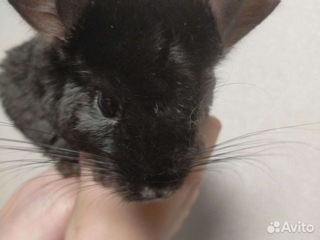 Шиншилла Гомоэбони (черный окрас) девочка