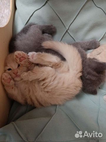Котята в добрые руки бесплатно