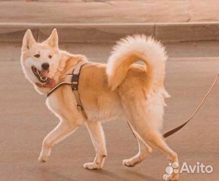 Шикарный парень метис акиты оказался в приюте