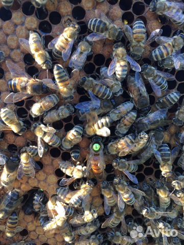 Пчеломатки бакфаст