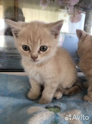 Британские котята