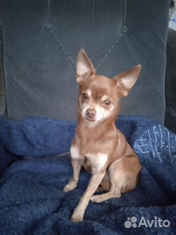 Вязка чихуахуа