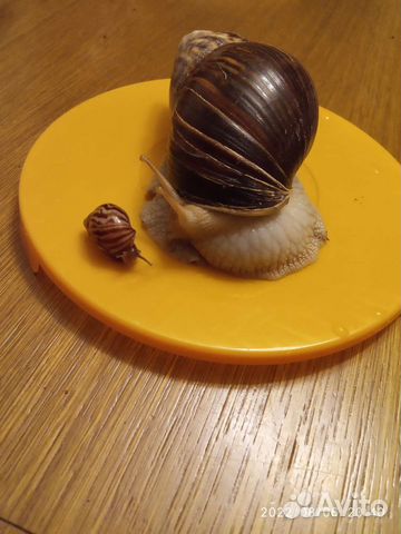 Улитки ахатины