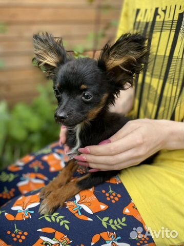 Собака маленькая порода микро