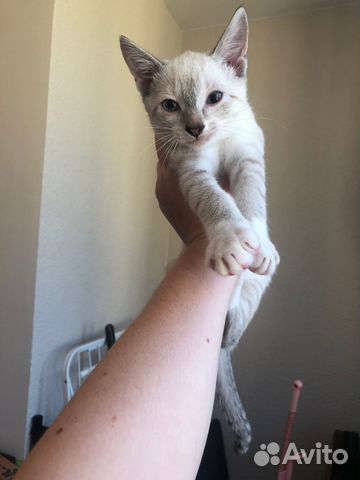 Отдается в добрый руки котёнок (мальчик)