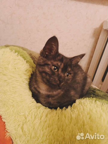 Кот бесплатно