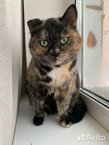 Кошка мышеловка стерилизована 5 лет