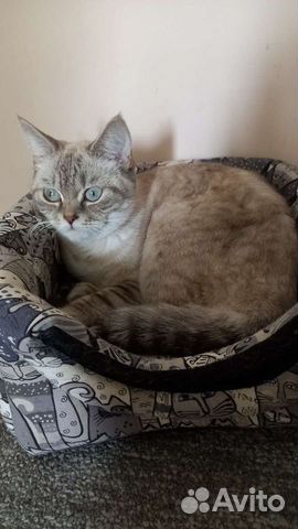 Кошка в дар бесплатно