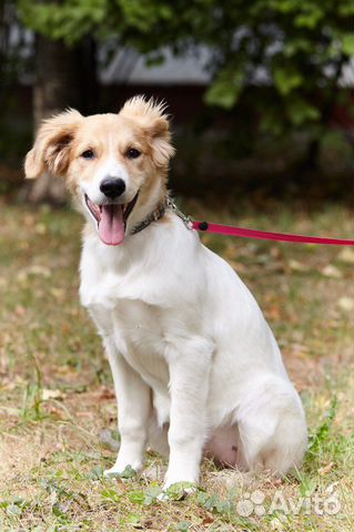 Мегаласковая щенок Тэя 4мес,тип бордерколли