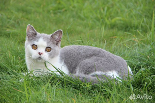 Британские котята