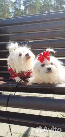 Девочка мальта