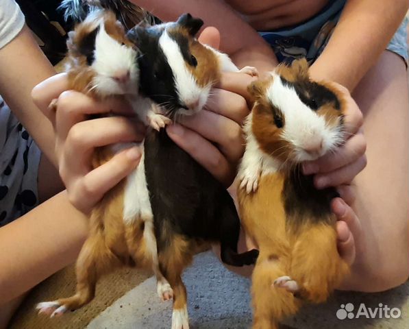 Морская свинка