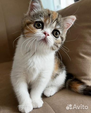 Шотландская прямоухая