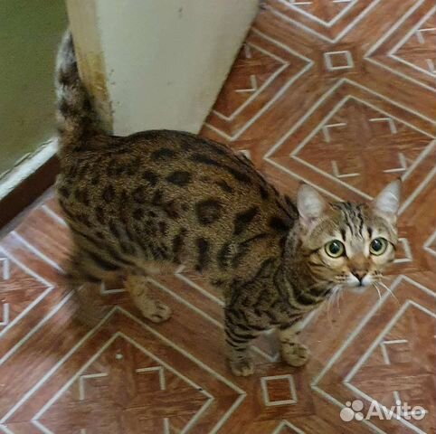 Бенгальская кошка