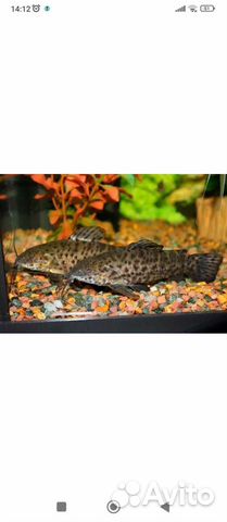 Сомик таракатум