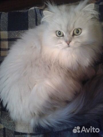 Перс-шиншилла котик