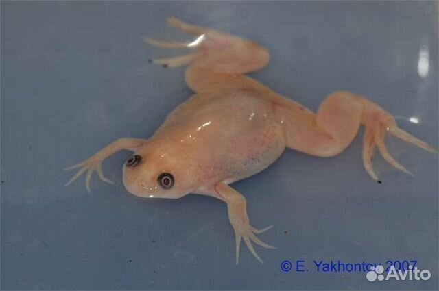 Лягушки шпорцевые