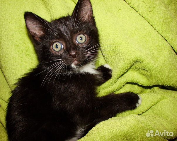 Котенок в черной шубке в добрые руки