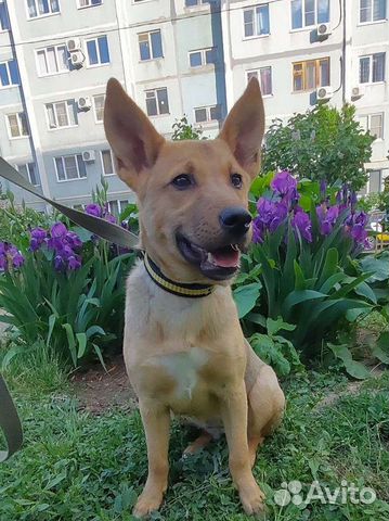 Щенок в добрые руки бесплатно