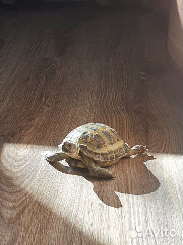 Черепаха сухопутная + террариум