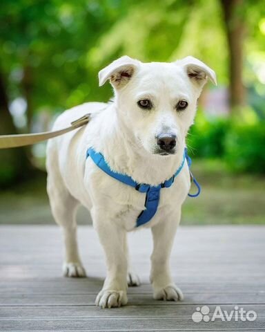 Кристи из приюта ищет дом