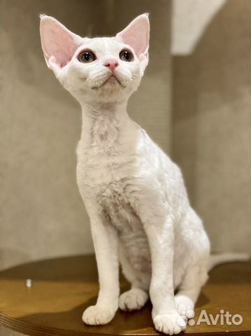 Девон-рекс котик
