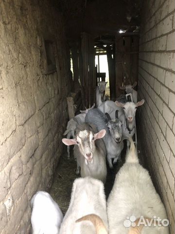 Козы и козлята продажа
