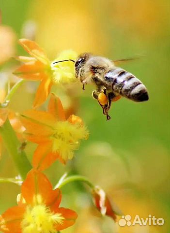 Пчеломатки карпатка